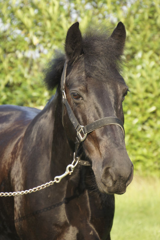 Balemans Ruitersportcentrum - Manege en Pensionstalling Breda | Onze ...